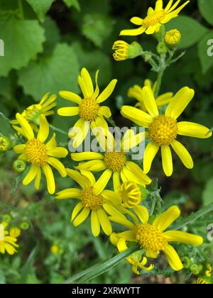 Eastern Groundsel (Senecio vernalis) Plantae Stock Photo - Alamy