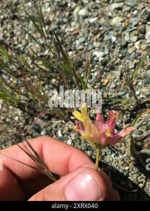 bull clover (Trifolium fucatum), Plantae, Marin County, CA, USA Stock ...