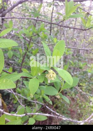 Osoberry (Oemleria cerasiformis) Plantae Stock Photo - Alamy