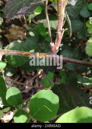 pale bramble rust (Kuehneola uredinis) Fungi Stock Photo - Alamy