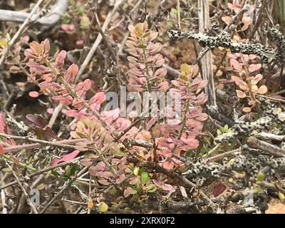 Shining Pepperweed (Lepidium nitidum) Plantae Stock Photo - Alamy