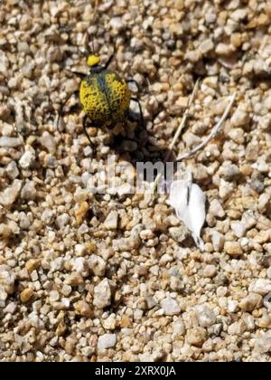 Inflated Beetle (Cysteodemus armatus) Insecta Stock Photo - Alamy