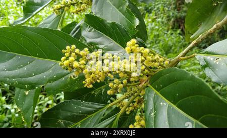 (Claoxylon carolinianum) Plantae Stock Photo - Alamy