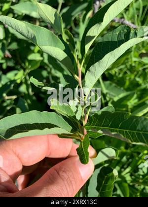 Osoberry (Oemleria cerasiformis) Plantae Stock Photo - Alamy