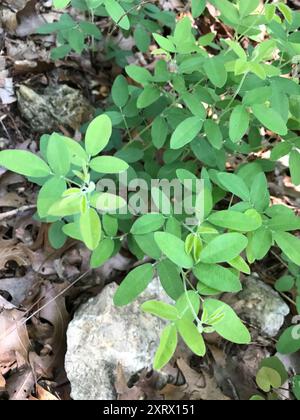 Texas bush-clover (Lespedeza texana) Plantae Stock Photo - Alamy