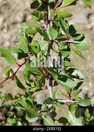 Desert Apricot (Prunus fremontii) Plantae Stock Photo - Alamy