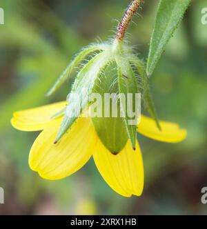 Texas yellow star (Lindheimera texana) Plantae Stock Photo - Alamy