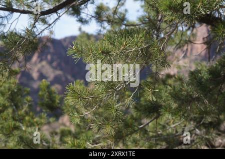 Mexican pinyon (Pinus cembroides) Plantae Stock Photo - Alamy