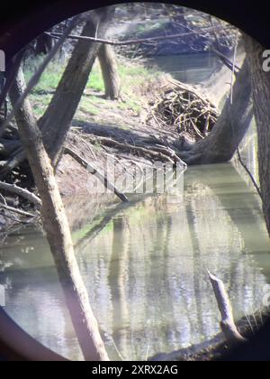 American Mink (Neogale vison) Mammalia Stock Photo - Alamy