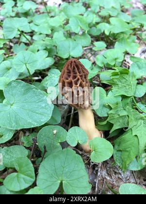 white morel (Morchella americana) Fungi Stock Photo - Alamy