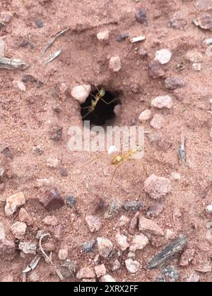 Mexican Honeypot Ant (Myrmecocystus mexicanus) Insecta Stock Photo - Alamy