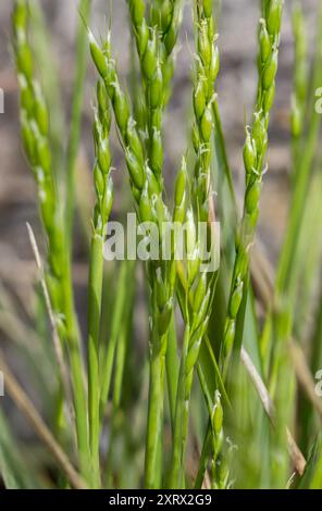 White-grained Mountain-ricegrass (Oryzopsis asperifolia) Plantae Stock ...