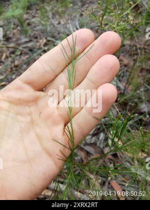 Carrot Tops (Platysace linearifolia) Plantae Stock Photo - Alamy