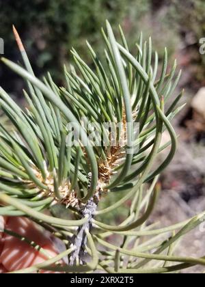 singleleaf pinyon (Pinus monophylla) Plantae Stock Photo - Alamy