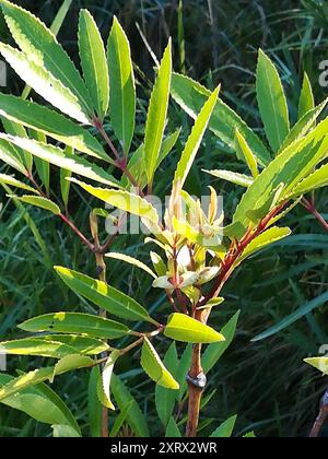 butterspoon tree (Cunonia capensis) Plantae Stock Photo - Alamy