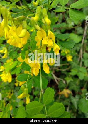 Scorpion Senna (Hippocrepis emerus) Plantae Stock Photo - Alamy