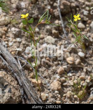 evening primrose family (Onagraceae) Plantae Stock Photo - Alamy