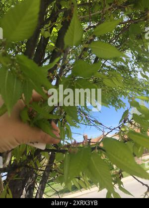 elm family (Ulmaceae) Plantae Stock Photo - Alamy