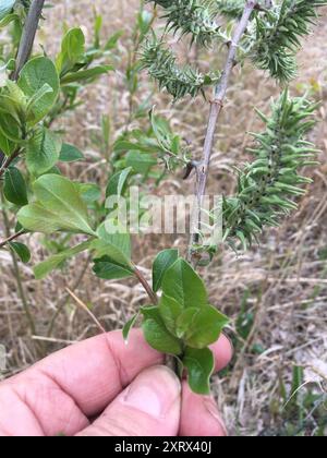 Rusty Willow (Salix atrocinerea) Plantae Stock Photo - Alamy
