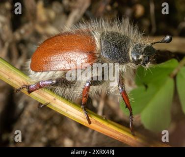 Little Bear (Paracotalpa ursina) Insecta Stock Photo - Alamy