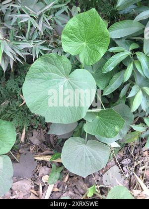 pariparoba (Piper umbellatum) Plantae Stock Photo - Alamy