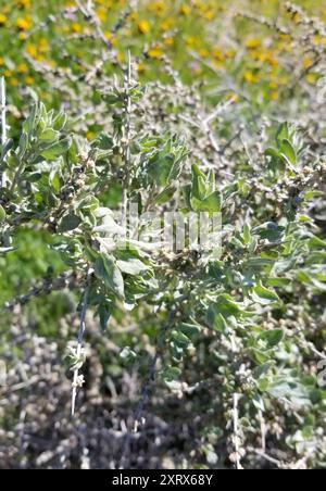 spiny saltbush (Atriplex spinifera) Plantae Stock Photo - Alamy