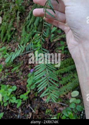 Pacific yew (Taxus brevifolia) Plantae Stock Photo - Alamy