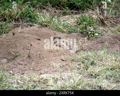 Tuco-tucos (Ctenomys) Mammalia Stock Photo - Alamy
