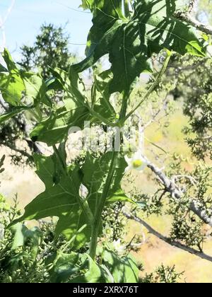 Man-roots (Marah) Plantae Stock Photo - Alamy