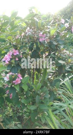 Rose Myrtle (Rhodomyrtus tomentosa) Plantae Stock Photo - Alamy