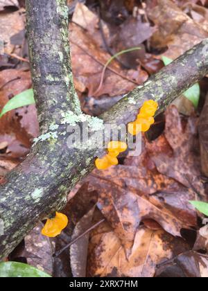 golden ear (Naematelia aurantia), Fungi, Via Laguna Vista, San Luis ...