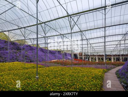 Cameron Floral Park, Pahang, Cameron Highlands, Malaysia Stock Photo ...