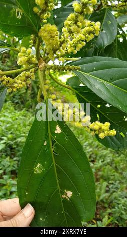 (Claoxylon carolinianum) Plantae Stock Photo - Alamy