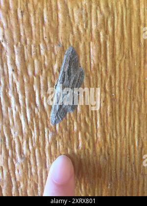 Five-lined Gray (Glena quinquelinearia Stock Photo - Alamy