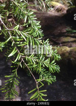 western hemlock (Tsuga heterophylla), Plantae, MT HOOD PRKDL, OR 97041 ...
