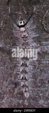 (Eucraera salammbo) Insecta Stock Photo - Alamy