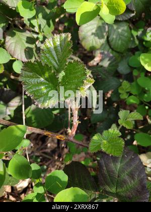 pale bramble rust (Kuehneola uredinis) Fungi Stock Photo - Alamy