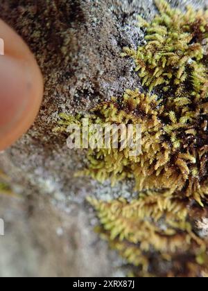 Bolander's claopodium moss (Claopodium bolanderi Stock Photo - Alamy