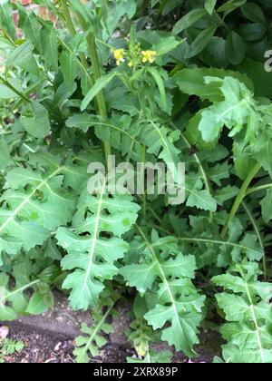 London rocket (Sisymbrium irio) Plantae Stock Photo - Alamy