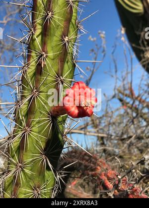 Octopus Cactus (Stenocereus alamosensis) Plantae Stock Photo - Alamy