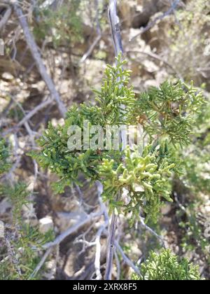California juniper (Juniperus californica) Plantae Stock Photo - Alamy
