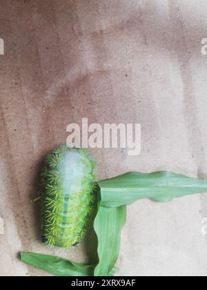 Plum-slug (Latoia latistriga Stock Photo - Alamy