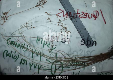 Fringe Rush (Fimbristylis) Plantae Stock Photo - Alamy