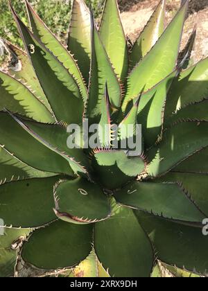 Shaw's Agave (Agave shawii) Plantae Stock Photo - Alamy