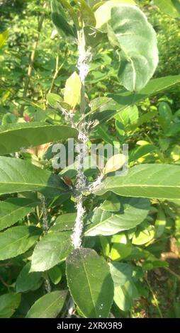 (Ricania guttata) Insecta Stock Photo - Alamy