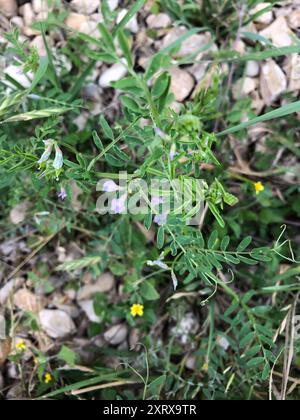 slender vetch (Vicia ludoviciana) Plantae Stock Photo - Alamy