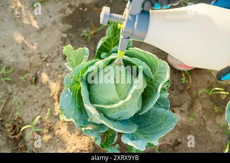 Hands spraying cabbage plants, protection from fungal diseases, insect ...