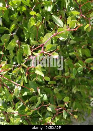 Desert Apricot (Prunus fremontii) Plantae Stock Photo - Alamy
