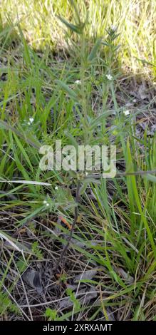 corn gromwell (Buglossoides arvensis) Plantae Stock Photo - Alamy