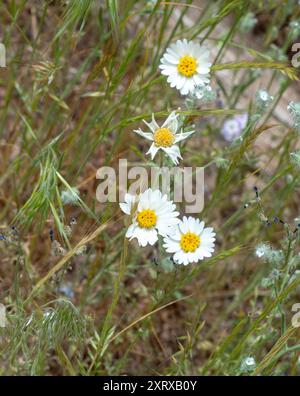 whitedaisy tidytips (Layia glandulosa) Plantae Stock Photo - Alamy